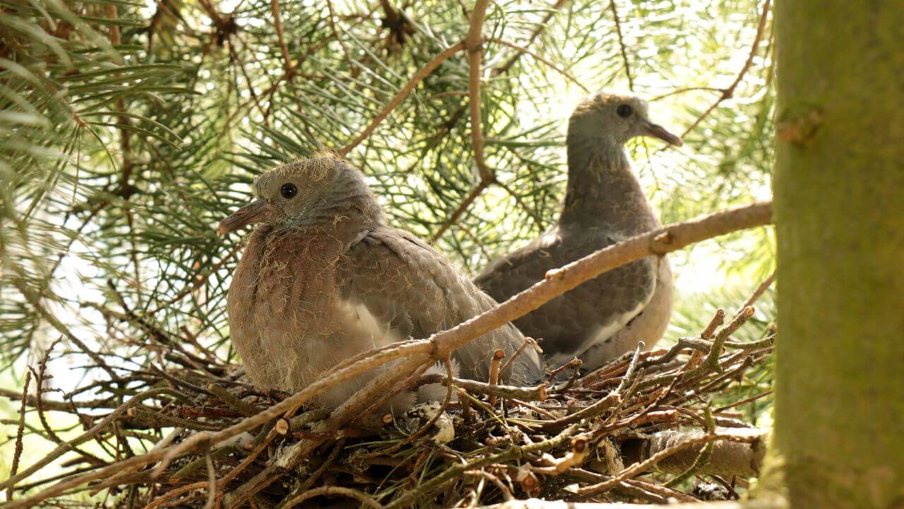 How Long Do Wood Pigeons Nest For? - Pigeon Web
