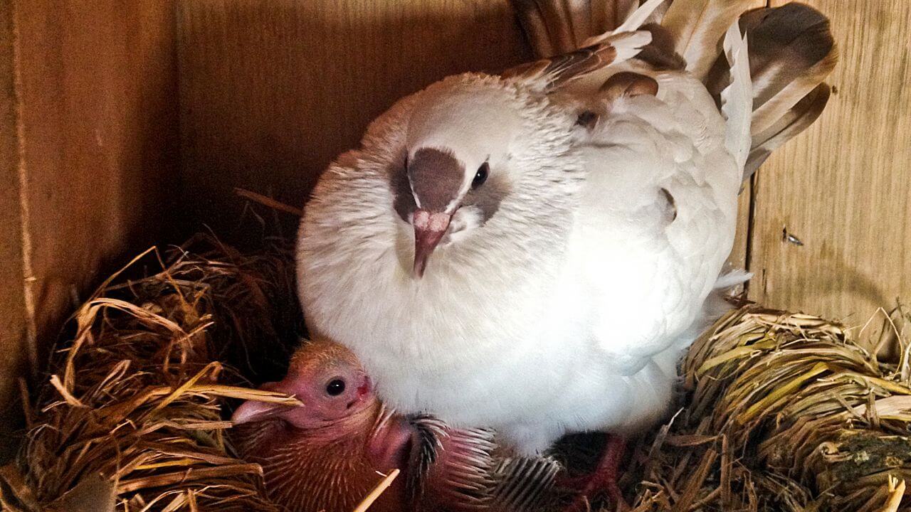 Pigeon Nest Removal: How to Get Rid of Pigeon Nests - Pigeon Web