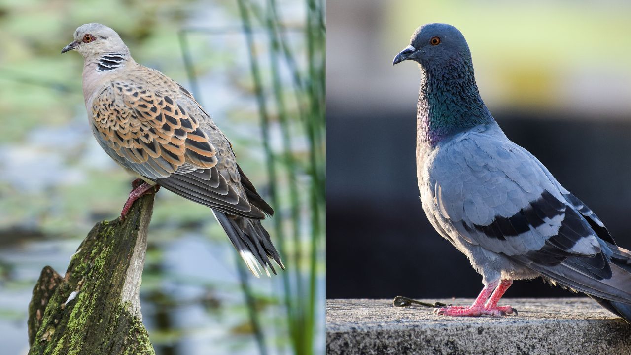 Turtle Dove Vs Pigeon: Are Turtle Doves Pigeons? (5 Key Differences ...