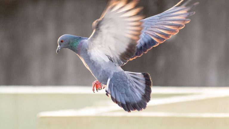 Do Pet Pigeons Poop Everywhere? - Pigeon Web
