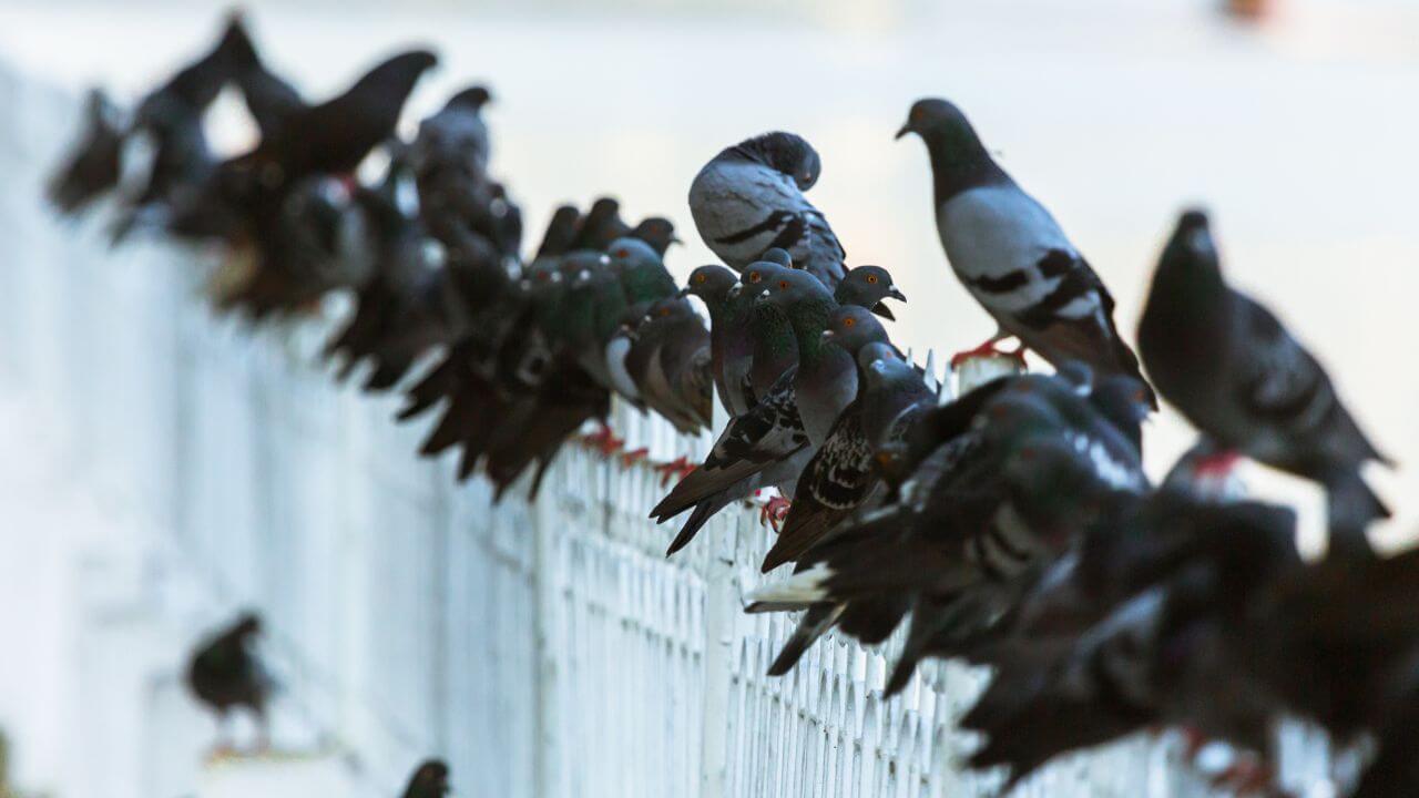 Pigeon as a Pet: Can Pigeons Be Pets? - Pigeon Web