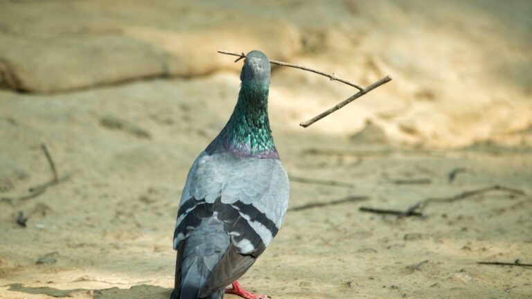 How Long Do Pigeons Nest For? (Impact on Homes) - Pigeon Web
