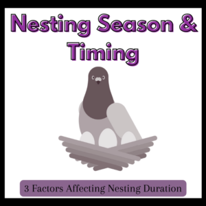 When Do Pigeons Leave The Nest? [Time and Conditions] - Pigeon Web