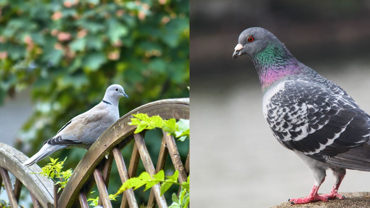 Grey Dove vs Pigeon: (5 Valid Differences) - Pigeon Web
