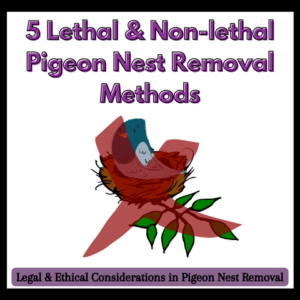 When Do Pigeons Leave The Nest? [Time and Conditions] - Pigeon Web