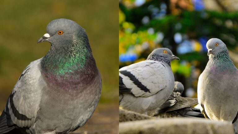 Rock Dove Vs Pigeon: 5 Key Differences & How to Identify - Pigeon Web