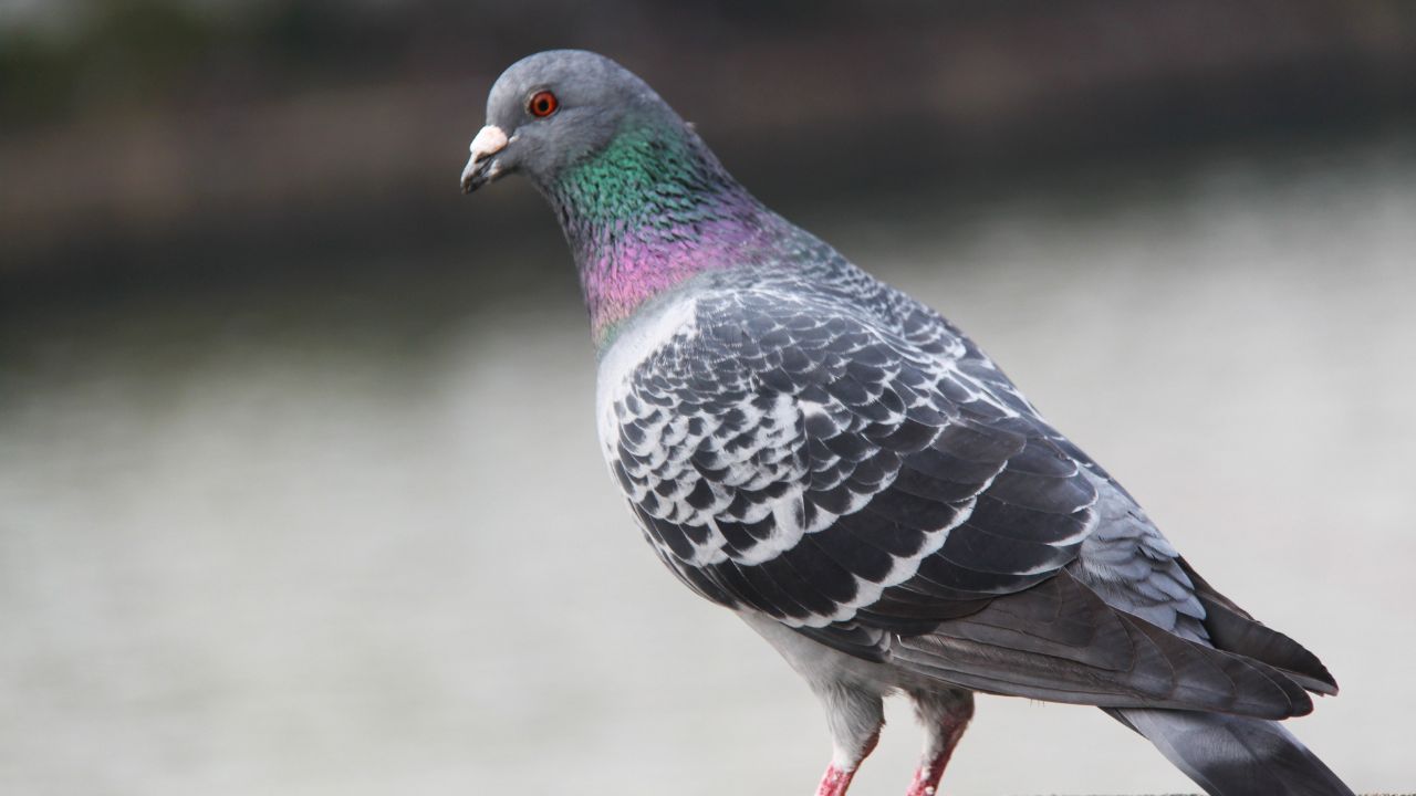 Do Pet Pigeons Poop Everywhere? - Pigeon Web