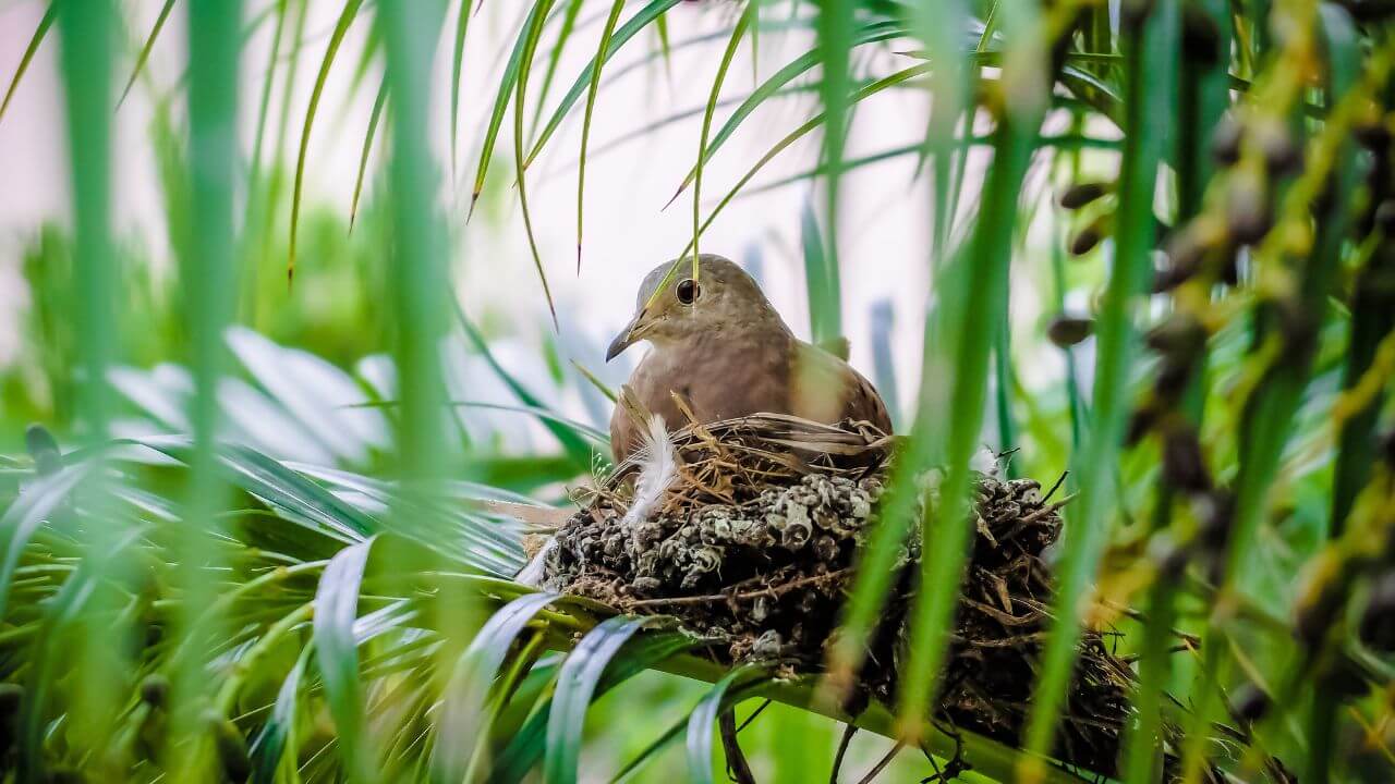 What Happens If You Destroy a Pigeon Nest? - Pigeon Web