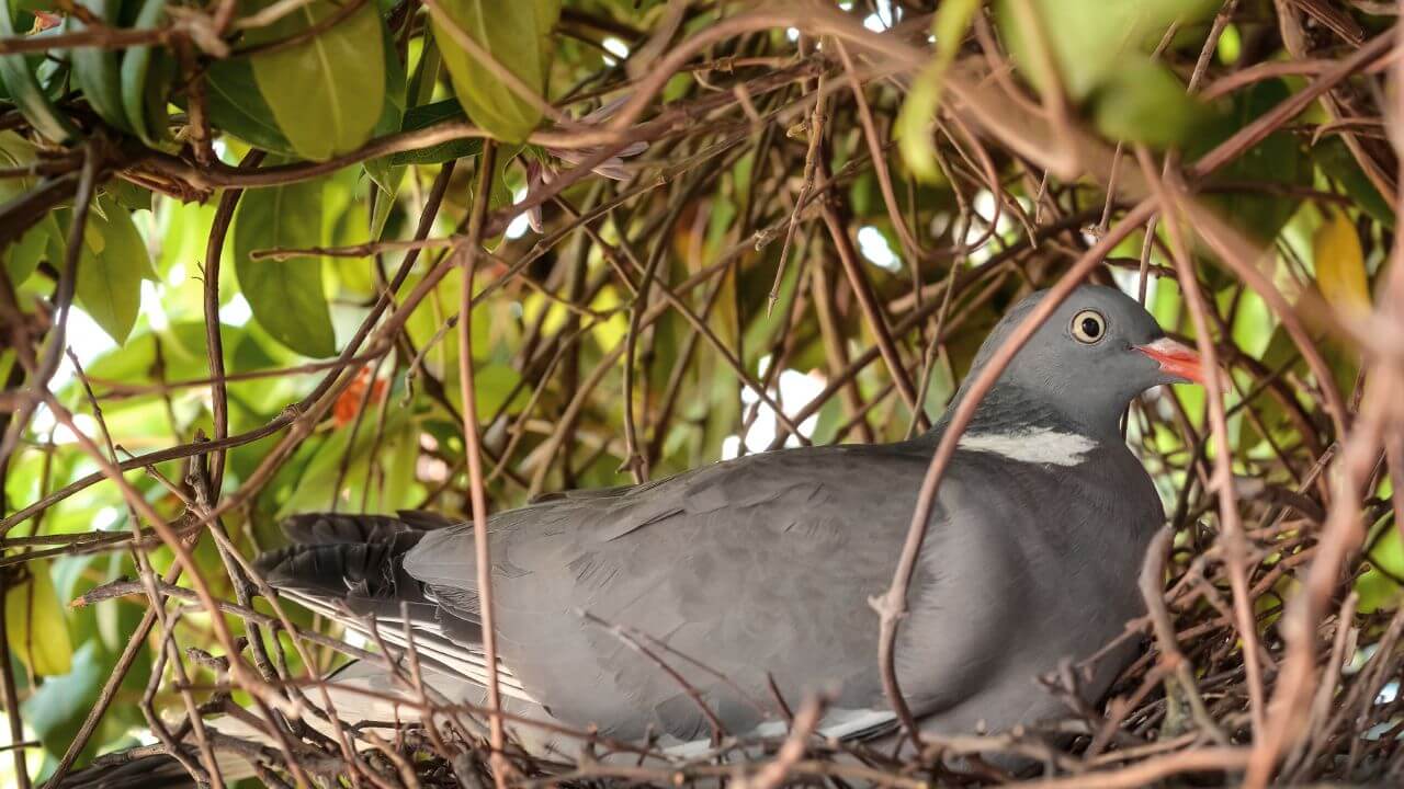 When Do Pigeons Leave The Nest? [Time and Conditions] - Pigeon Web