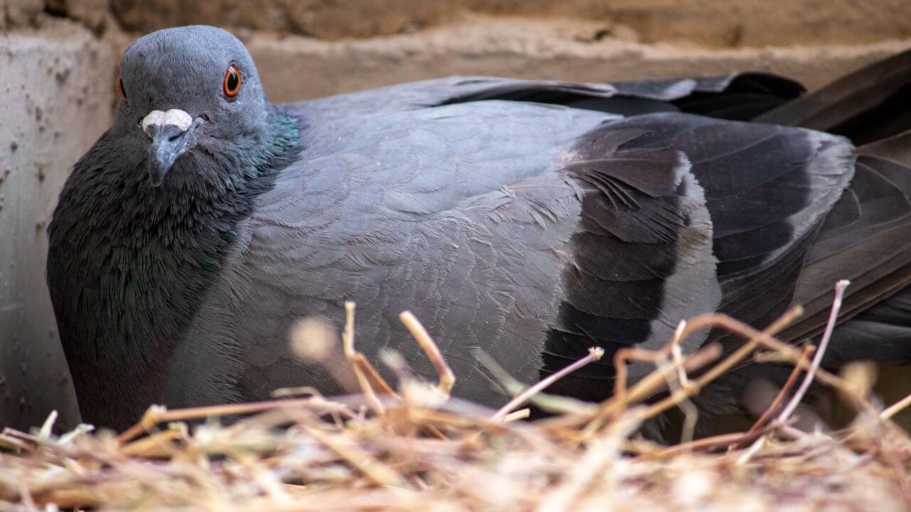 When Do Pigeons Nest: Do Pigeons Nest All Year Round? - Pigeon Web