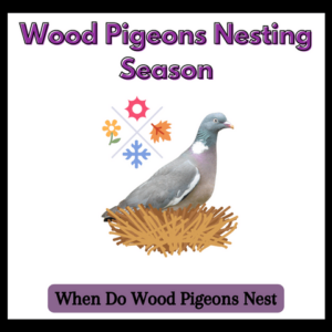 When Do Pigeons Leave The Nest? [Time and Conditions] - Pigeon Web