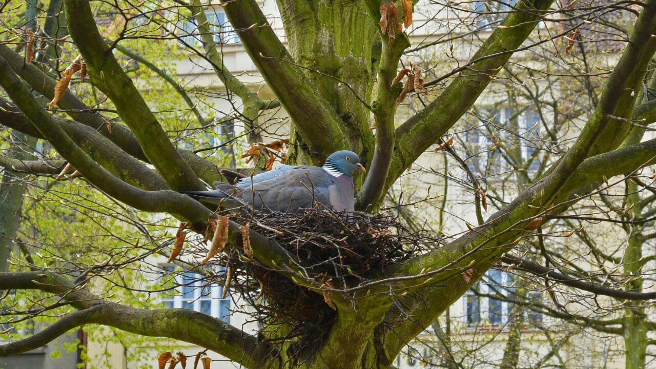 3 Main Reasons Why Are Pigeon Nests So Bad? - Pigeon Web